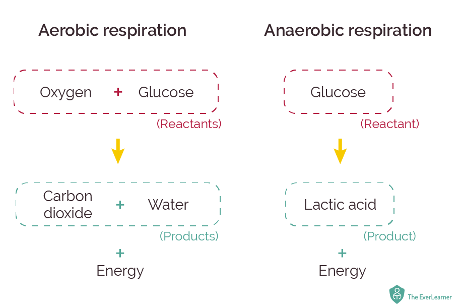 Teaching Aerobic and Anaerobic Energy at GCSE-PE Level: Common Myths and How to Correct Them
