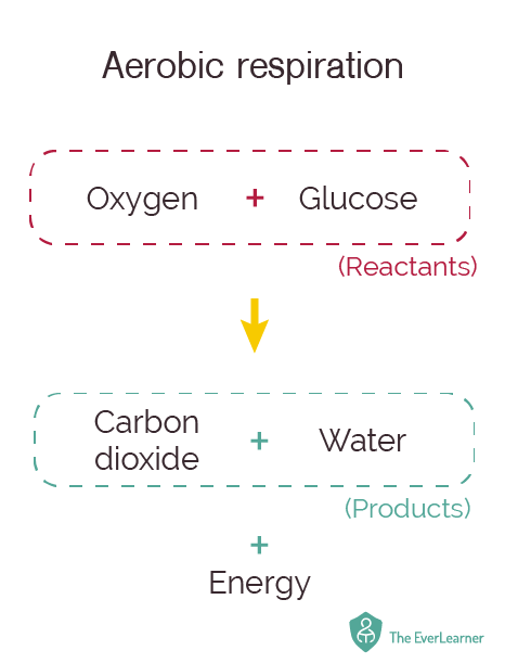 Teaching Aerobic and Anaerobic Energy at GCSE-PE Level: Common Myths and How to Correct Them